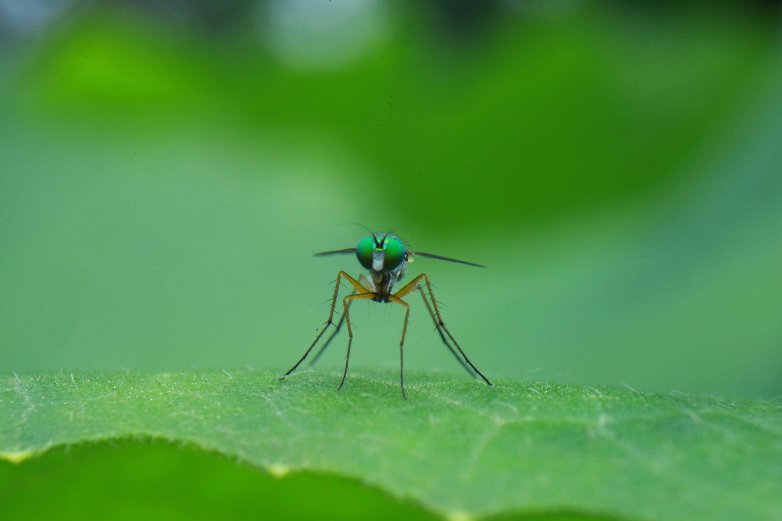 Buzz Off! Mosquito Control for a Bite-Free Summer - Berger Hargis ...