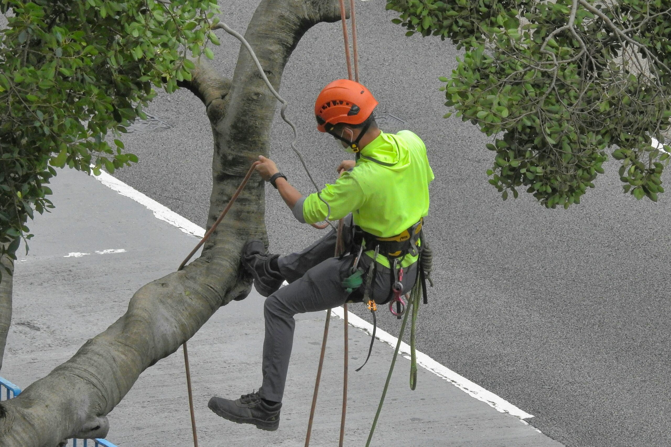 What Is Tree Surgery? - Berger Hargis Landscape Management